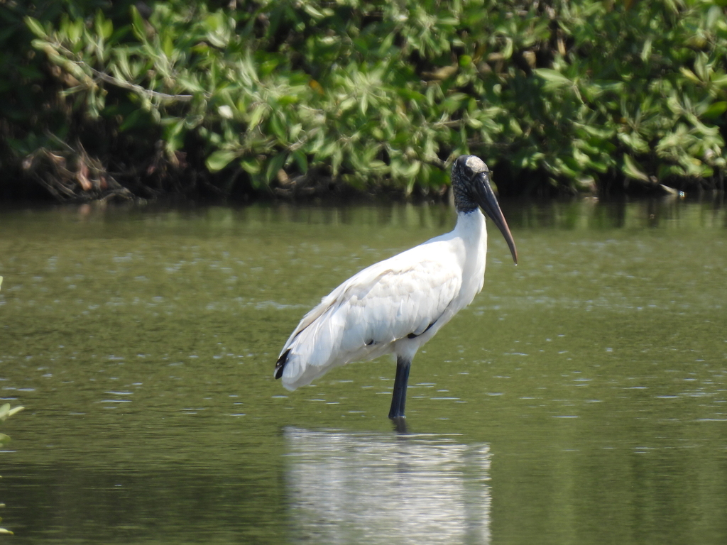 Wood Stork from Cihuatlán, Jalisco, Mexico on February 24, 2024 at 02: ...