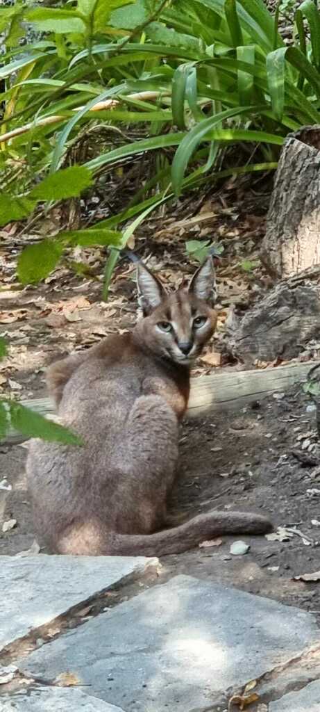 Southern and Eastern African Caracal from Garden Route District ...