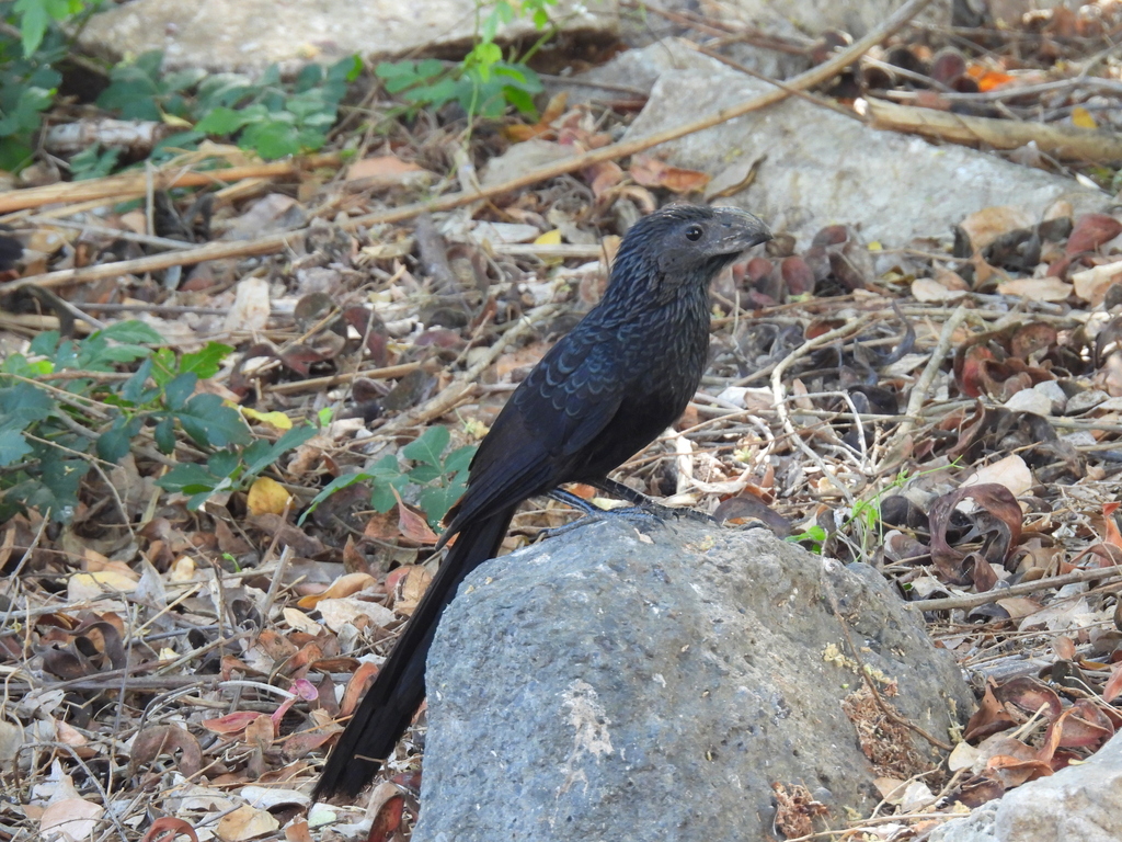 Garrapatero pijuy desde Cihuatlán, Jalisco, Mexico el domingo, 25 de ...