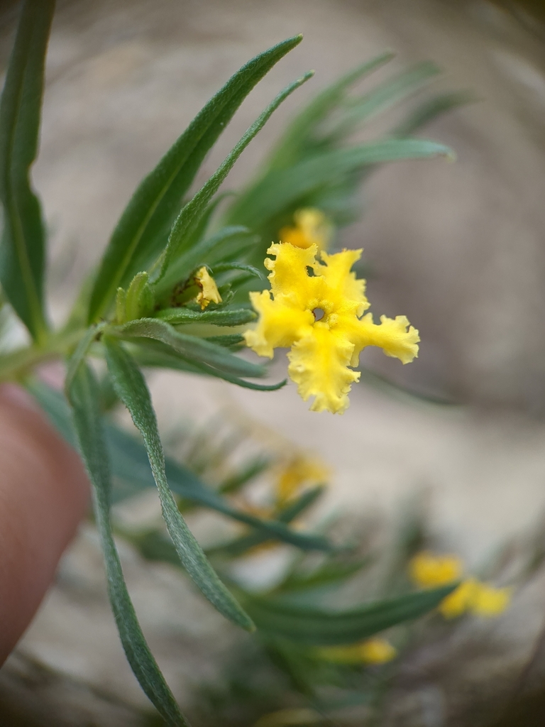 narrowleaf puccoon from Meadowlakes, TX 78654, USA on March 12, 2024 at ...