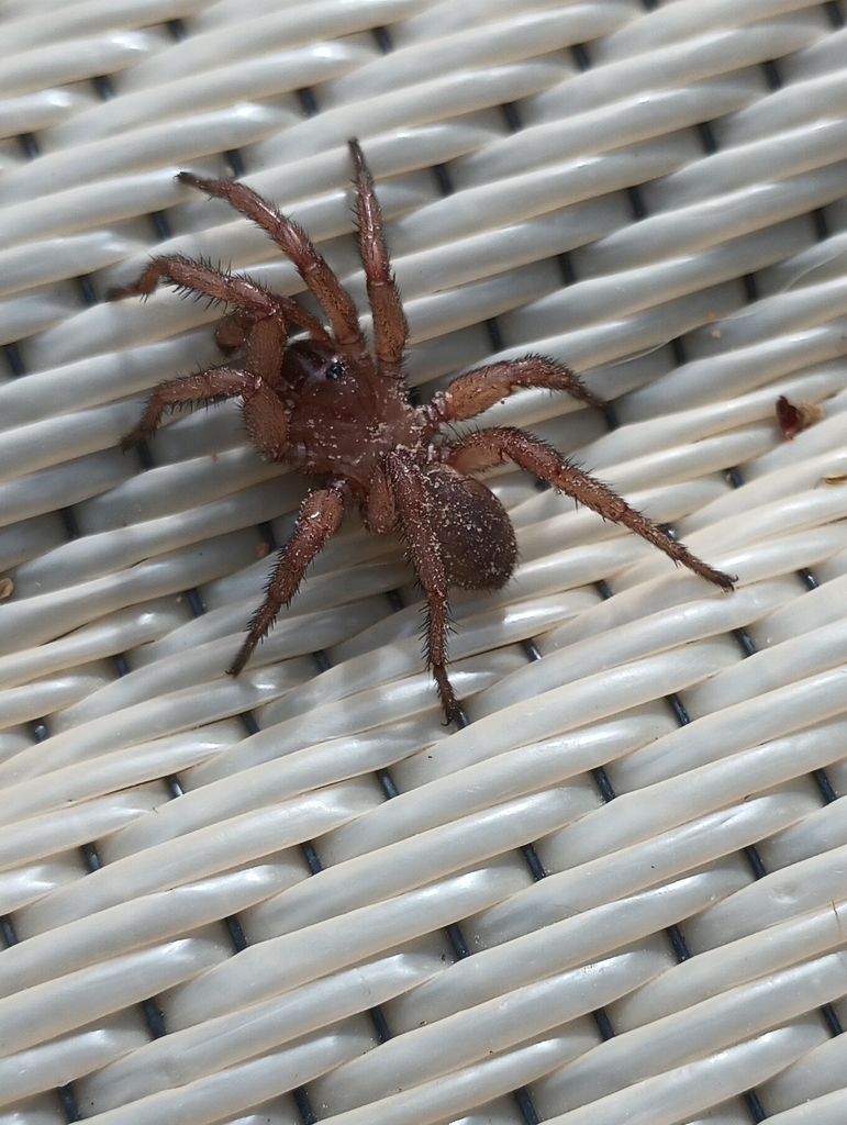 Comstock's Wafer Trapdoor Spider from MX3W+W55, West Livingston, TX ...