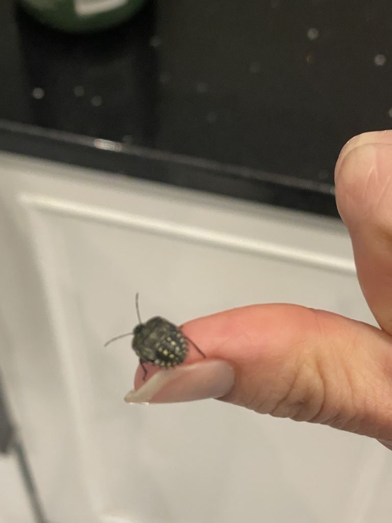 Southern Green Stink Bug from Lyttelton Catholic and Public Cemetery ...