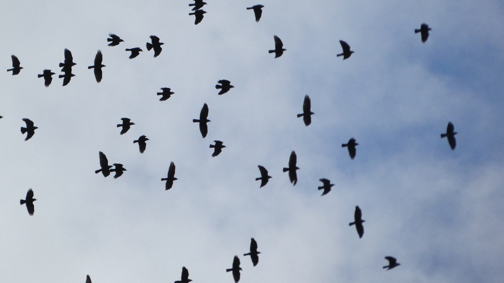Rook from Oktyabr'skiy, RU-KS, RU on March 9, 2024 at 12:58 PM by Дина ...