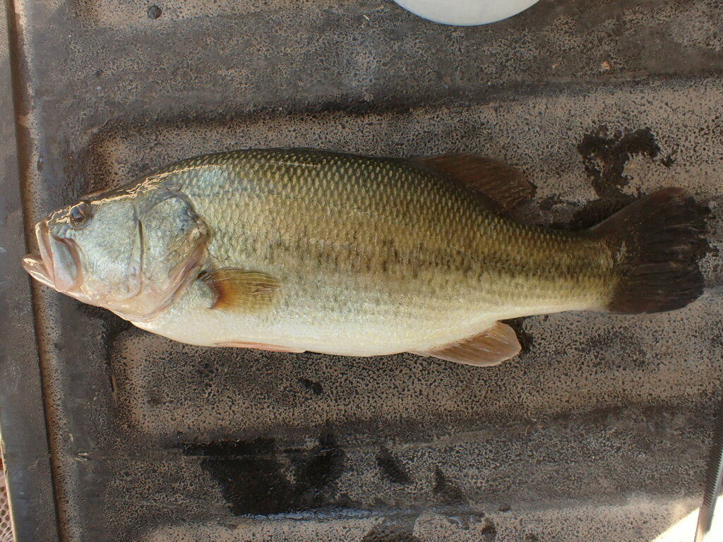 Largemouth Bass from Matagorda County, TX, USA on March 4, 2023 at 12: ...