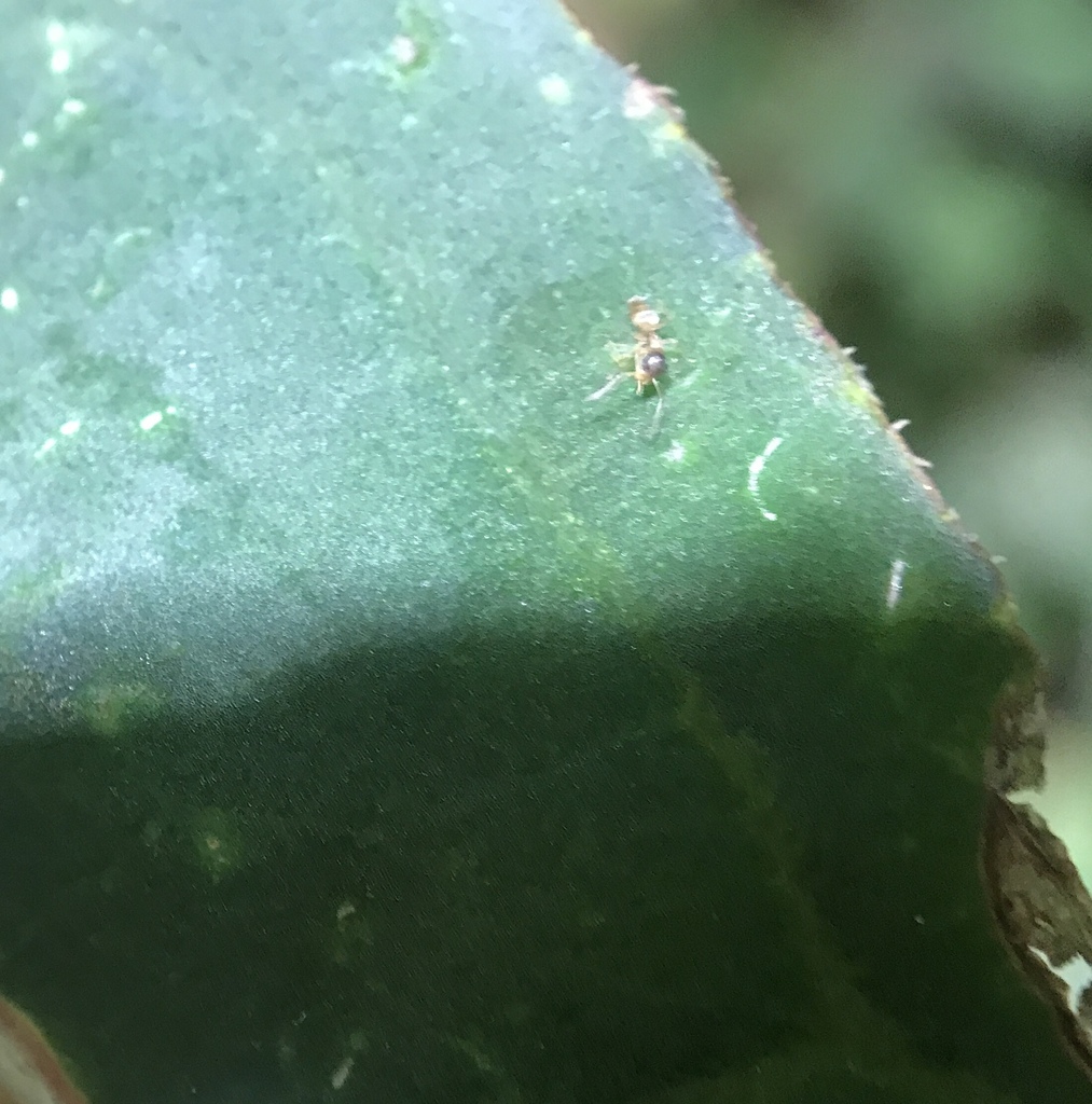 Ghost Ant from California Academy of Sciences, San Francisco, CA, US on ...