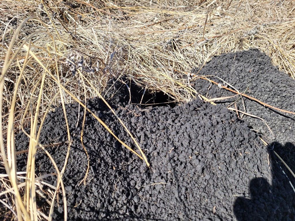 Plains Pocket Gopher from Grace Marsh N Unit on March 12, 2024 at 12:41 ...