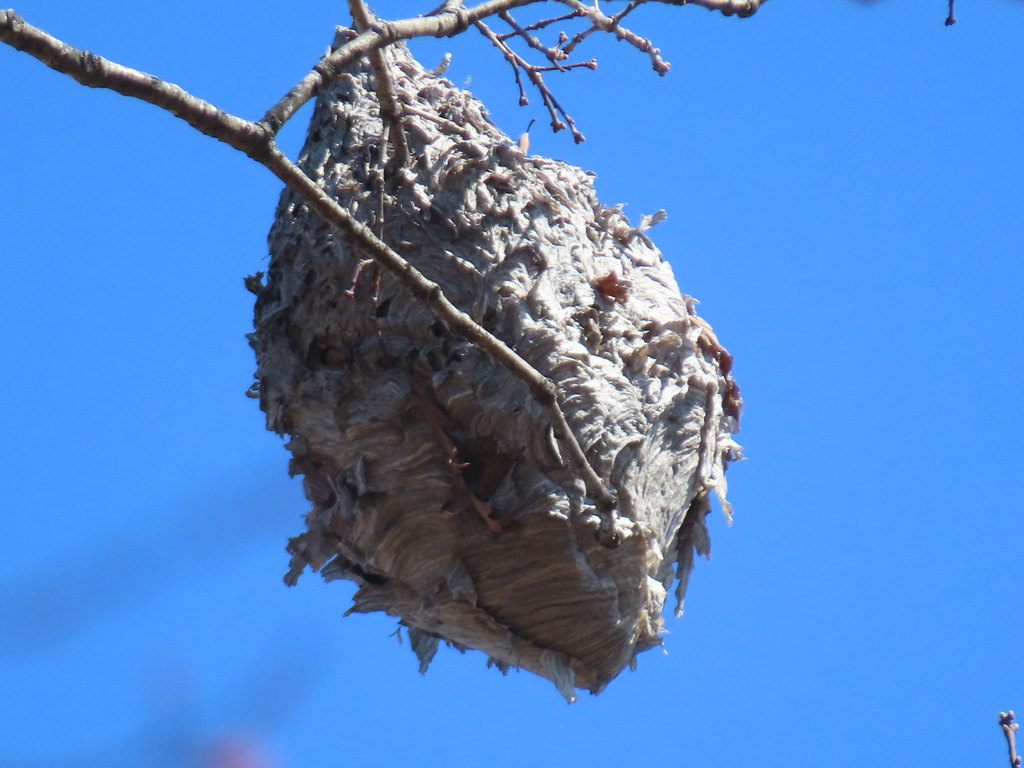 Bald-faced Hornet from Nelson County, VA, USA on March 12, 2024 at 01: ...