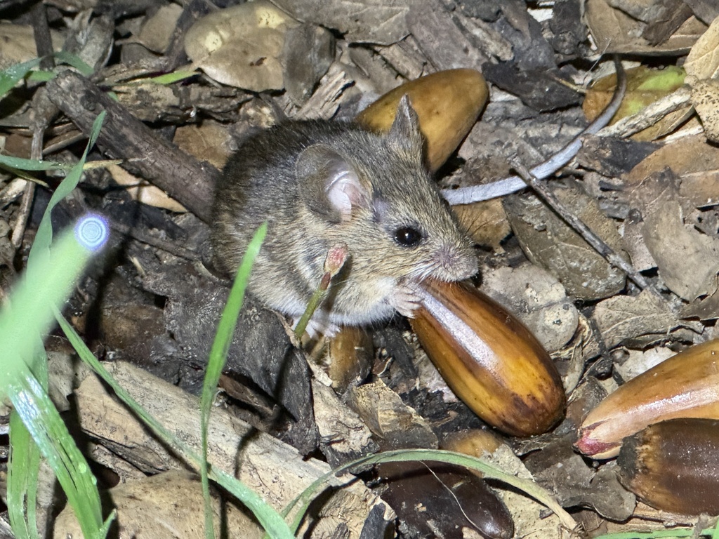 Western Harvest Mouse from Falcon St, Silverado, CA, US on March 12 ...