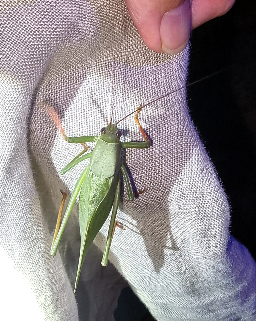 Torbia from Pentland Hills VIC 3341, Australia on March 18, 2023 at 09: ...