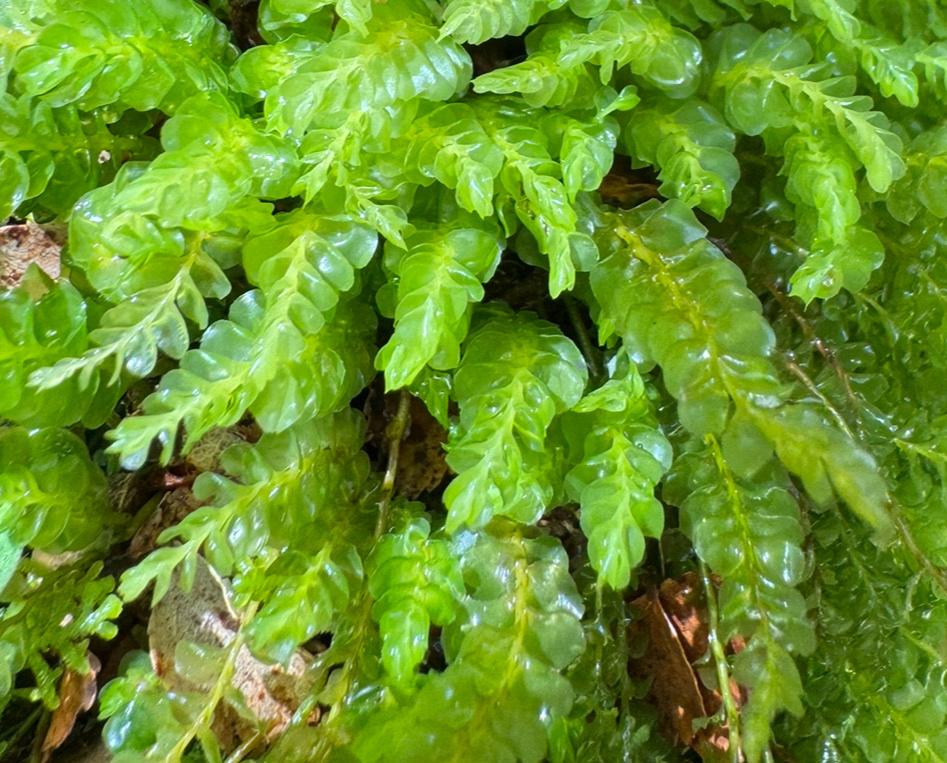 leafy liverworts from Fiordland National Park, Fiordland National Park ...