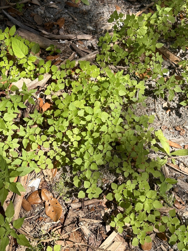 Florida Pellitory from Eckerd College, Saint Petersburg, FL, US on ...