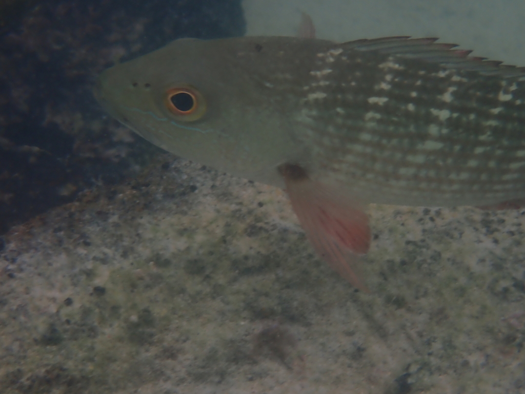 Mullet Snapper from Puerto Ayora, Ecuador on March 12, 2024 at 01:32 PM ...
