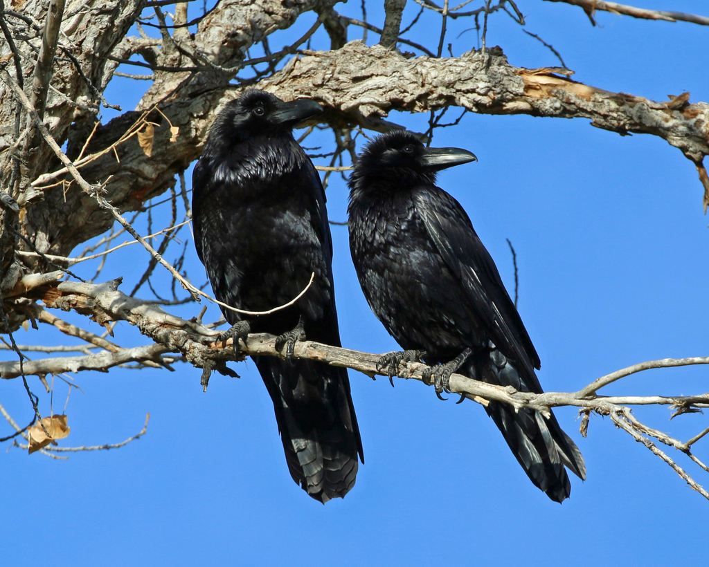 Crows and Ravens from Tubac, AZ, USA on March 11, 2024 at 09:15 AM by ...