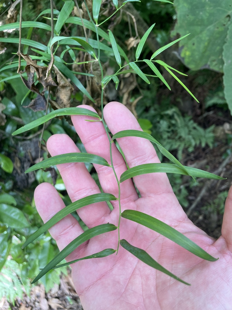 Climbing Lily from Main Range National Park, Tarome, QLD, AU on March ...