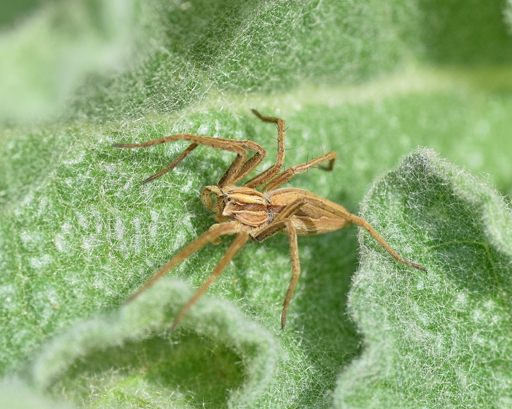 European Nursery Web spider from Thessaloniki, Greece on March 12, 2024 ...
