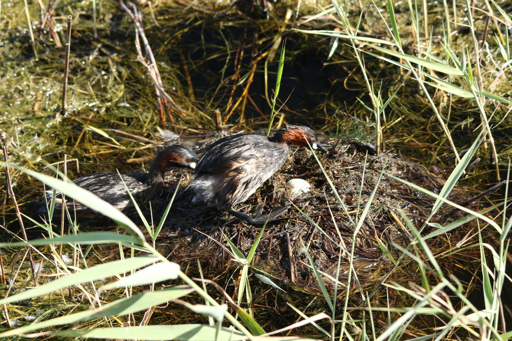 African Little Grebe from Garden Route District Municipality, South ...