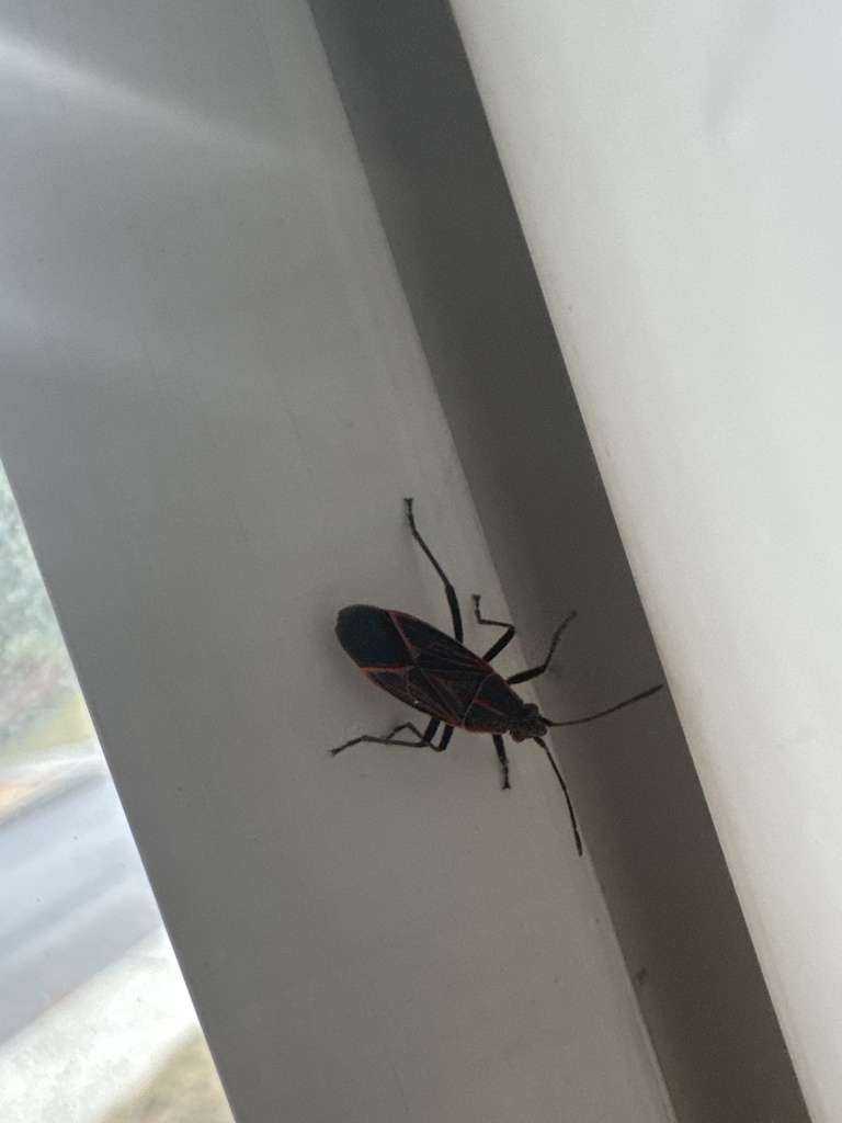 Western Boxelder Bug from Linda Ln, Moscow, ID, US on March 12, 2024 at ...