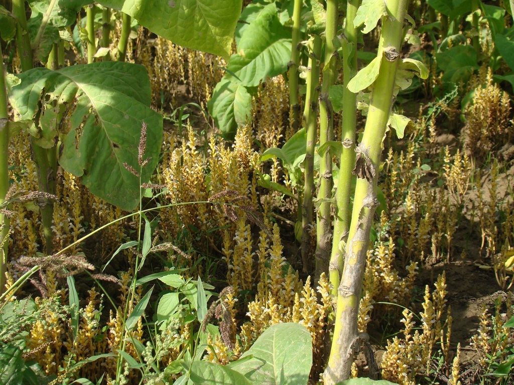 hemp broomrape from 76870 Kandel, Deutschland on September 21, 2013 at ...