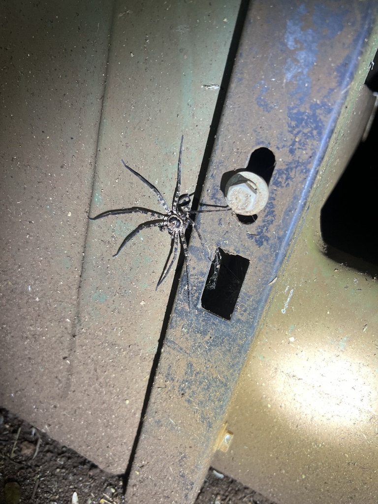 Giant Huntsman Spiders from Bunya Mountains National Park, Bunya ...