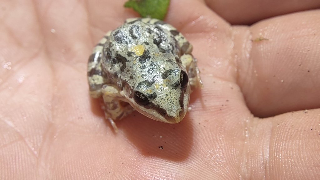 Mexican White-lipped Frog from 97707 Yucatan, Mexico on March 5, 2024 ...