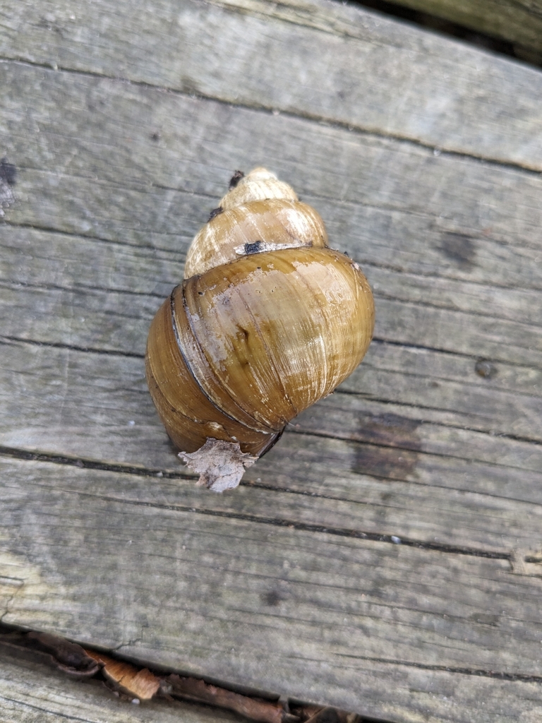 Chinese Mystery Snail (Casa Tortuga) · iNaturalist