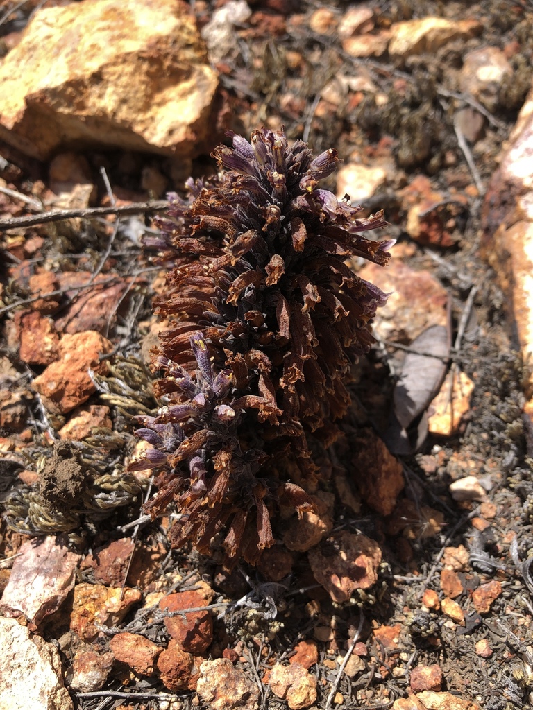 Chaparral Broomrape (Aphyllon tuberosum) - Botanical Realm
