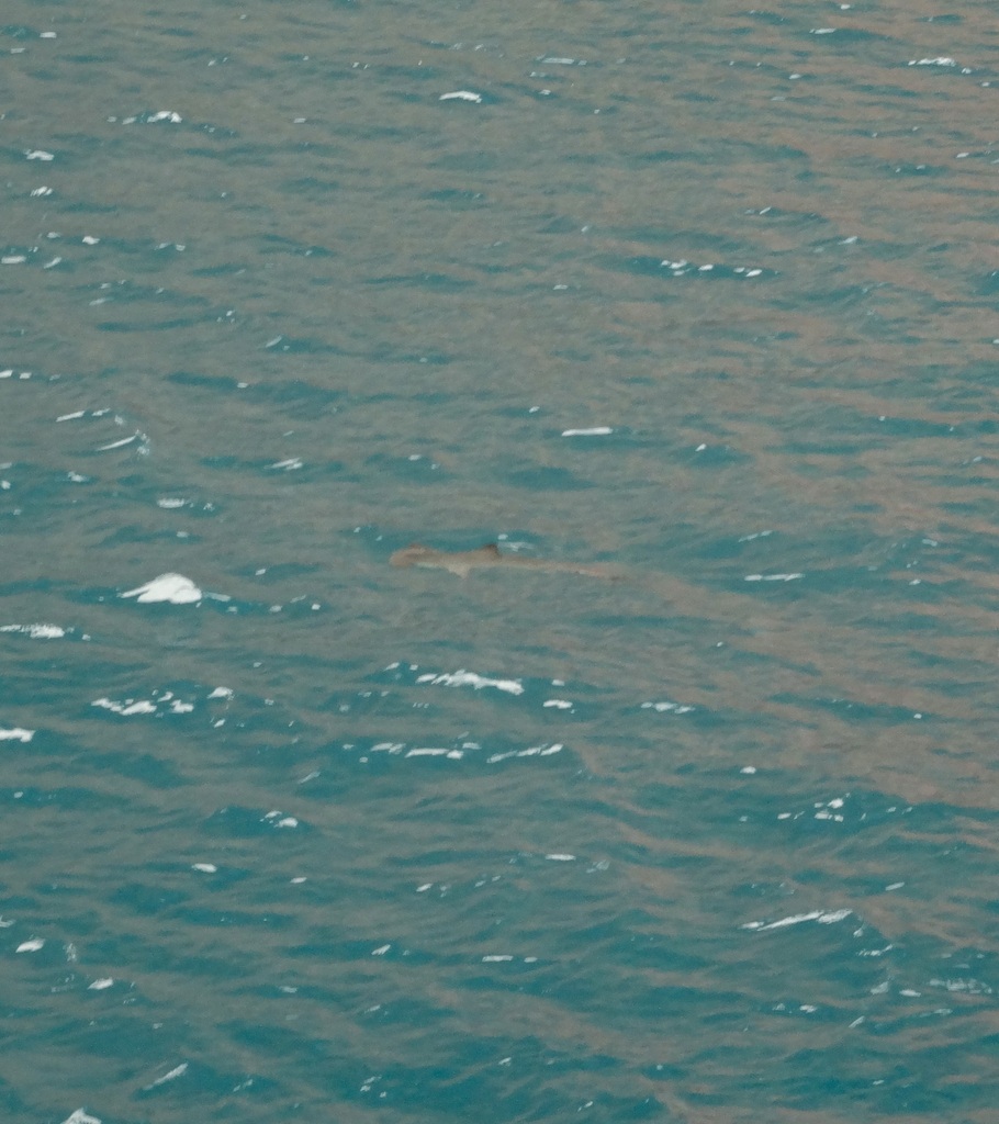 Ground Sharks in March 2024 by Pete Schwartz · iNaturalist