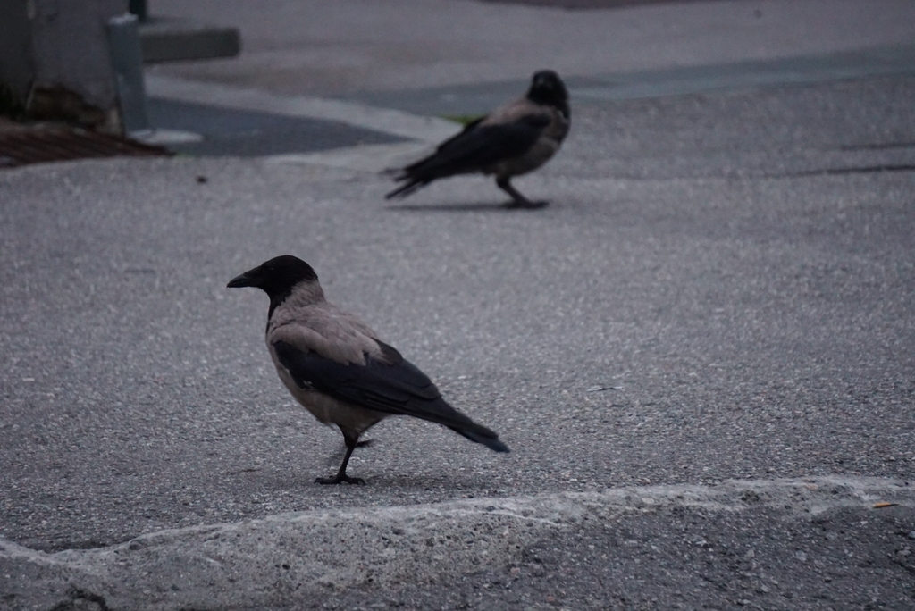 Hooded Crow from 6002 Ålesund, Norway on August 6, 2023 at 05:20 AM by ...