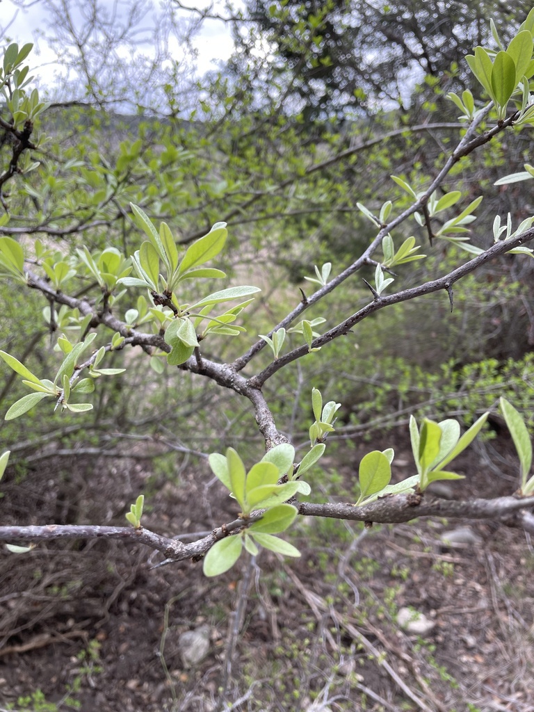 Gum bumelia from Cow Creek Road, Bertram, TX, US on March 12, 2024 at ...