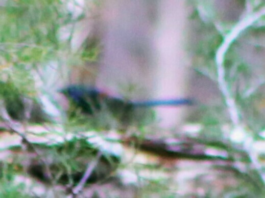 Purple-backed Fairywren from Yetna WA 6532, Australia on March 10, 2024 ...