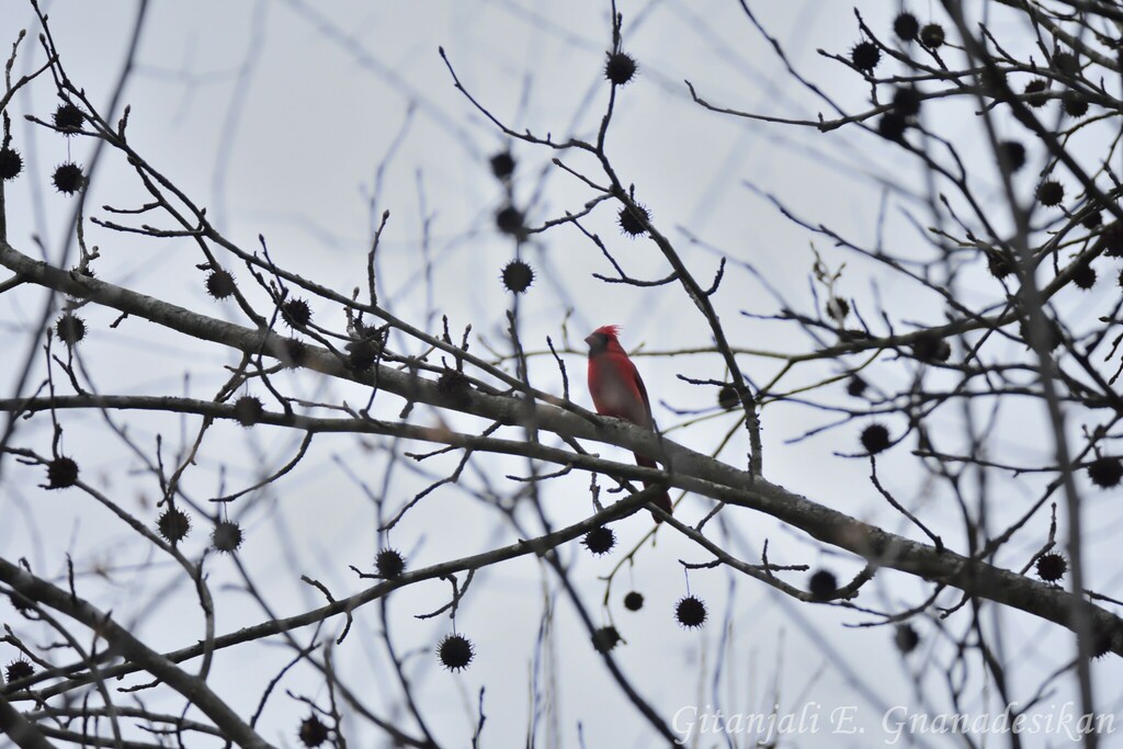 Northern Cardinal from Phinizy Swamp Nature Park, Augusta, GA, USA on ...