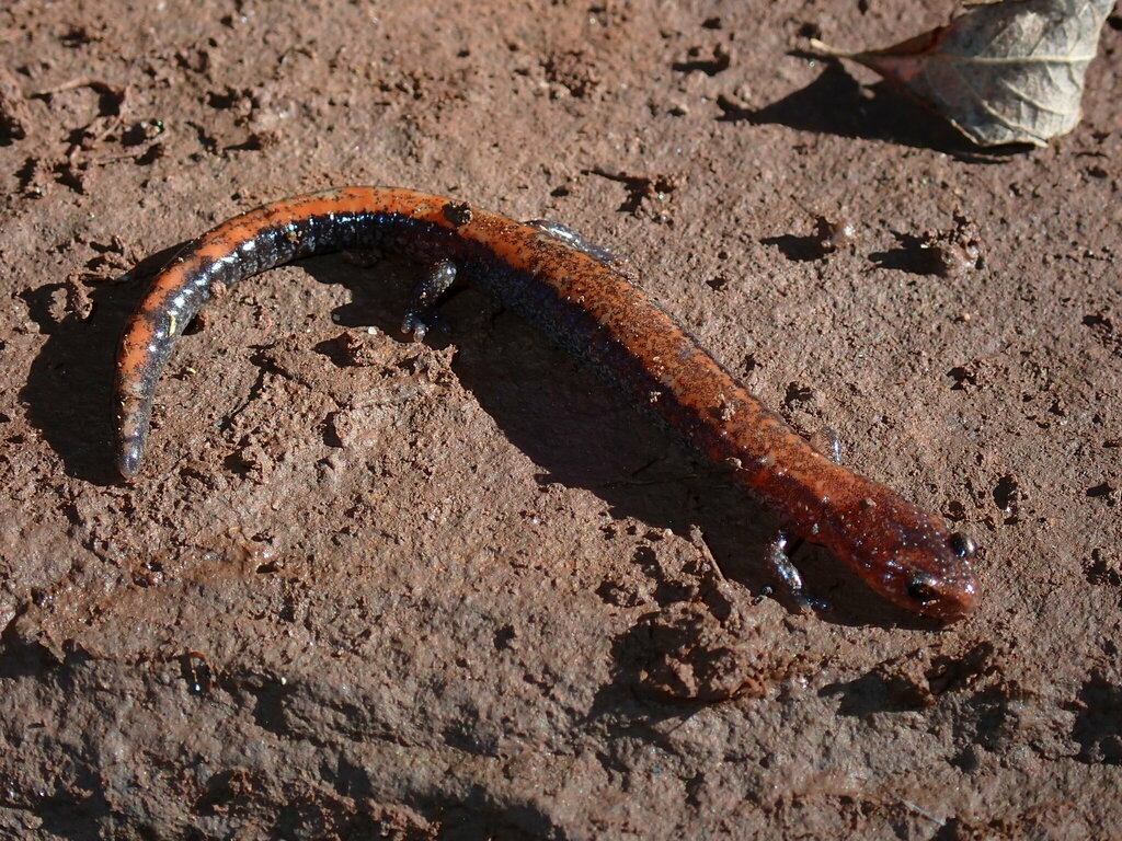 Eastern Red-backed Salamander from Tewksbury, NJ, USA on March 12, 2024 ...