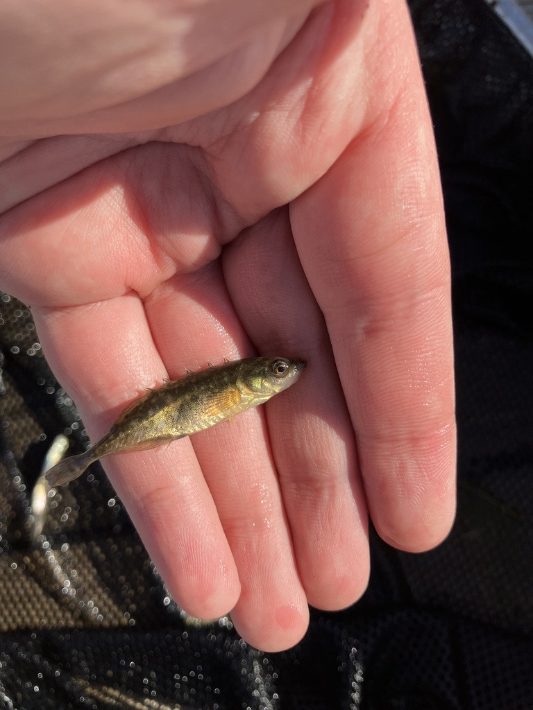 Brook stickleback from Wood Lake Nature Center, Richfield, MN, US on ...
