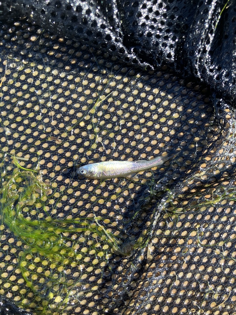Fathead Minnow from Wood Lake Nature Center, Richfield, MN, US on March ...