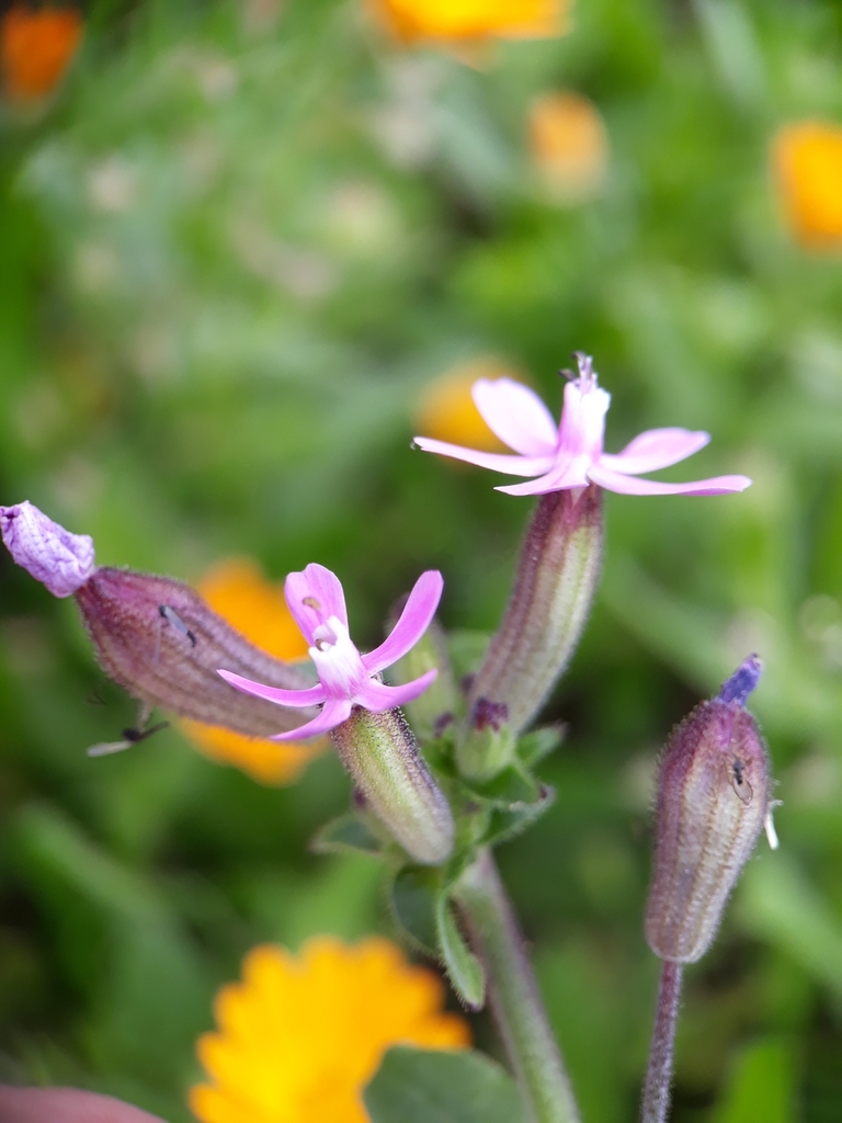 Silene fuscata in March 2024 by Karim Haddad · iNaturalist