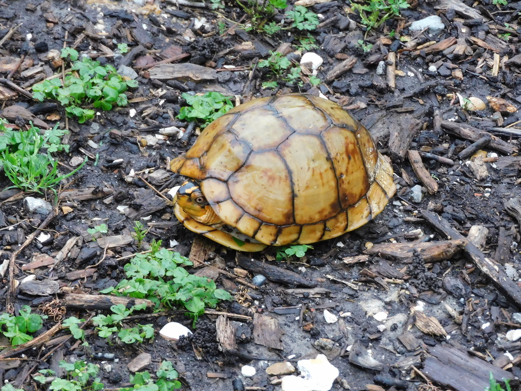 Common Box Turtle in March 2024 by L. Lupner · iNaturalist