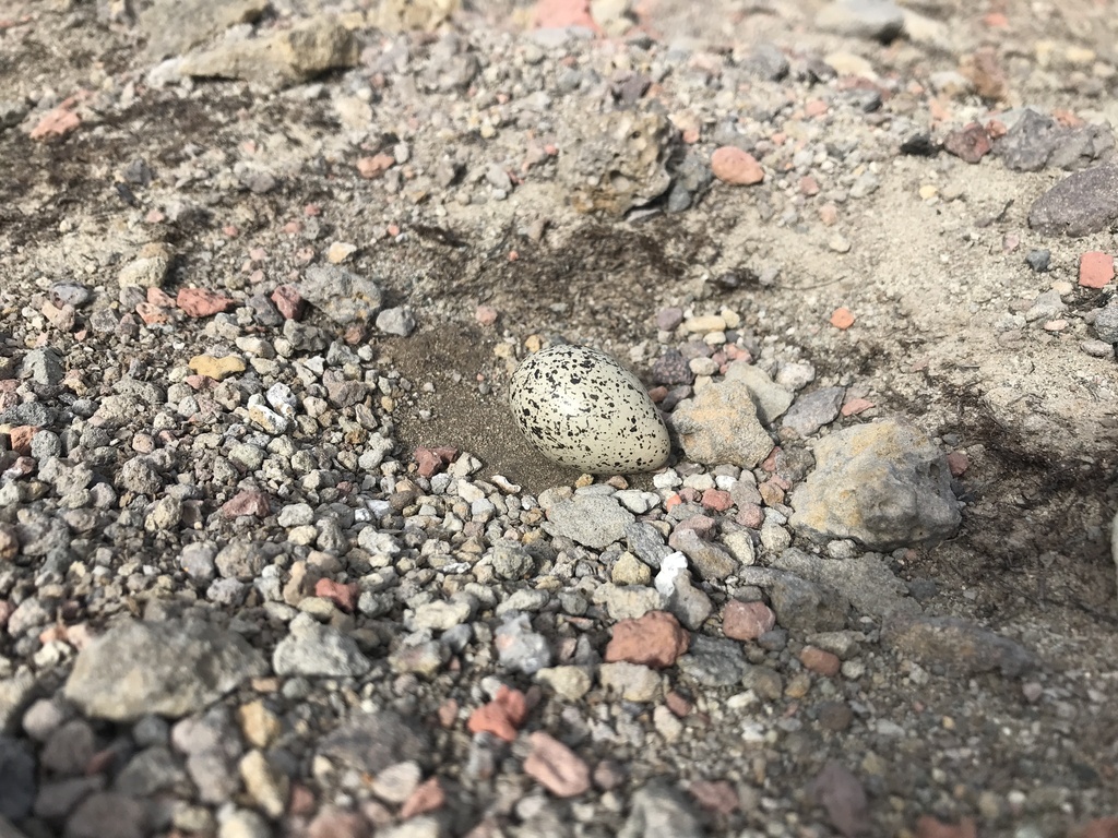 Magellanic Plover in February 2024 by Gabriel Celedon · iNaturalist