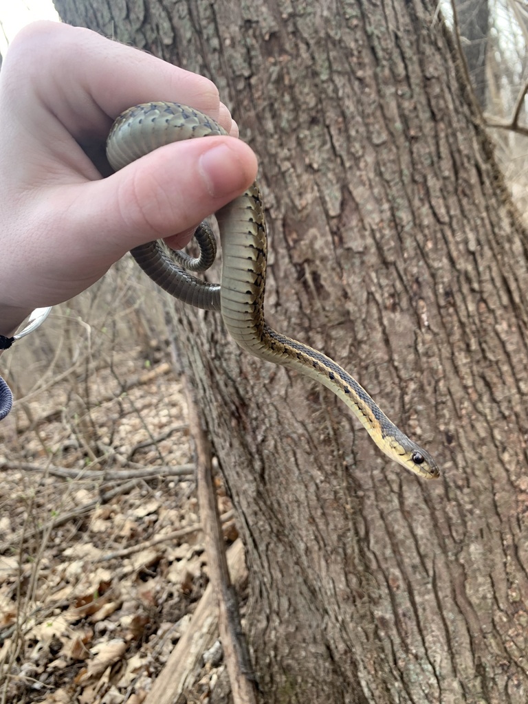 Chicago Garter Snake from Tampier Slough Woods, Palos Park, IL, US on ...