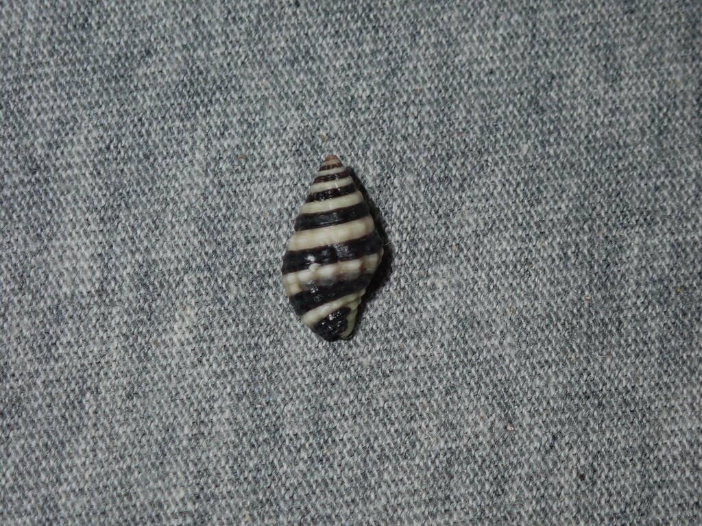 Engina zonalis from Barcoongere NSW 2460, Australia on March 13, 2024 ...