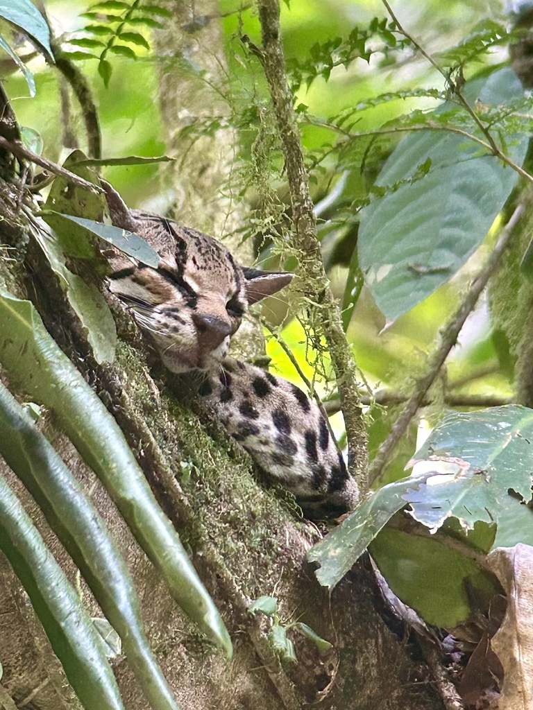 Margay in March 2024 by Daniel Arias-Cruzatty · iNaturalist