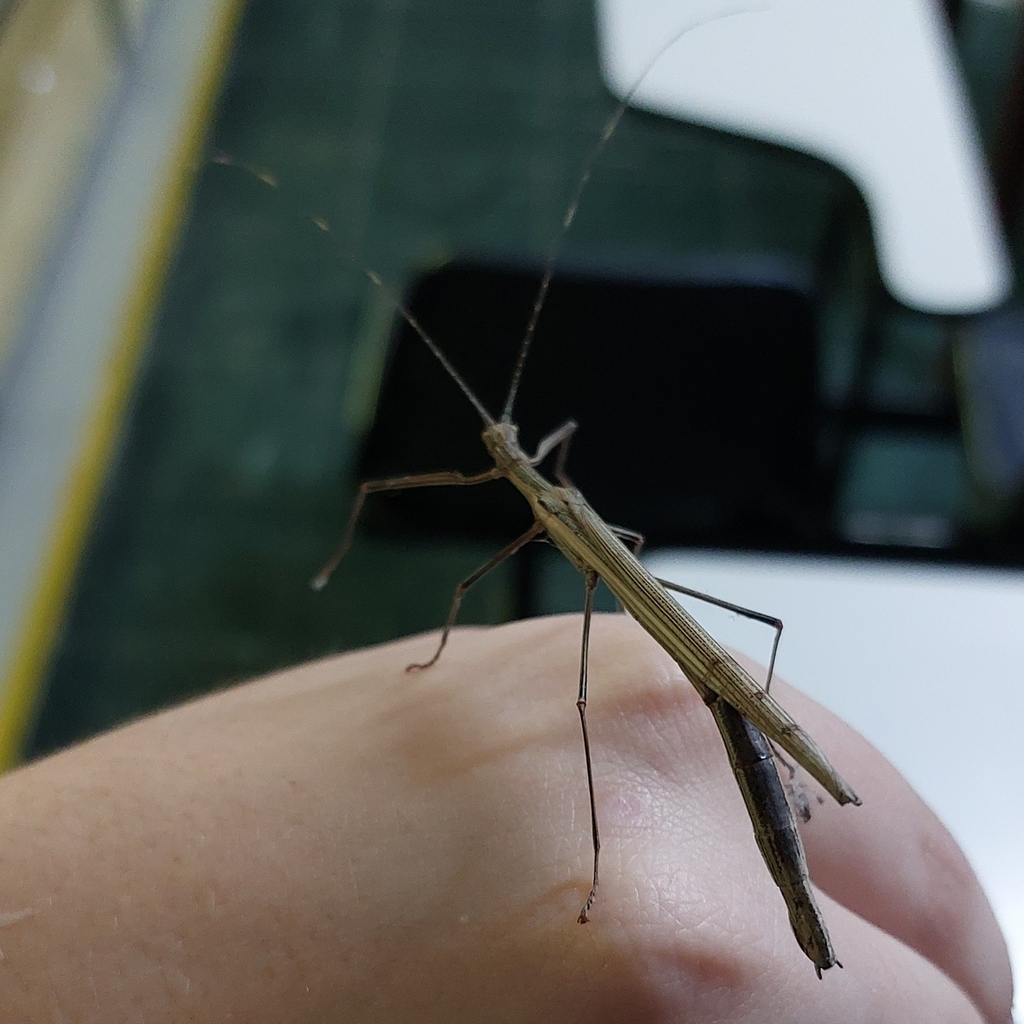Paraphasma from PVA on March 12, 2024 at 05:19 PM by André Ribeiro ...