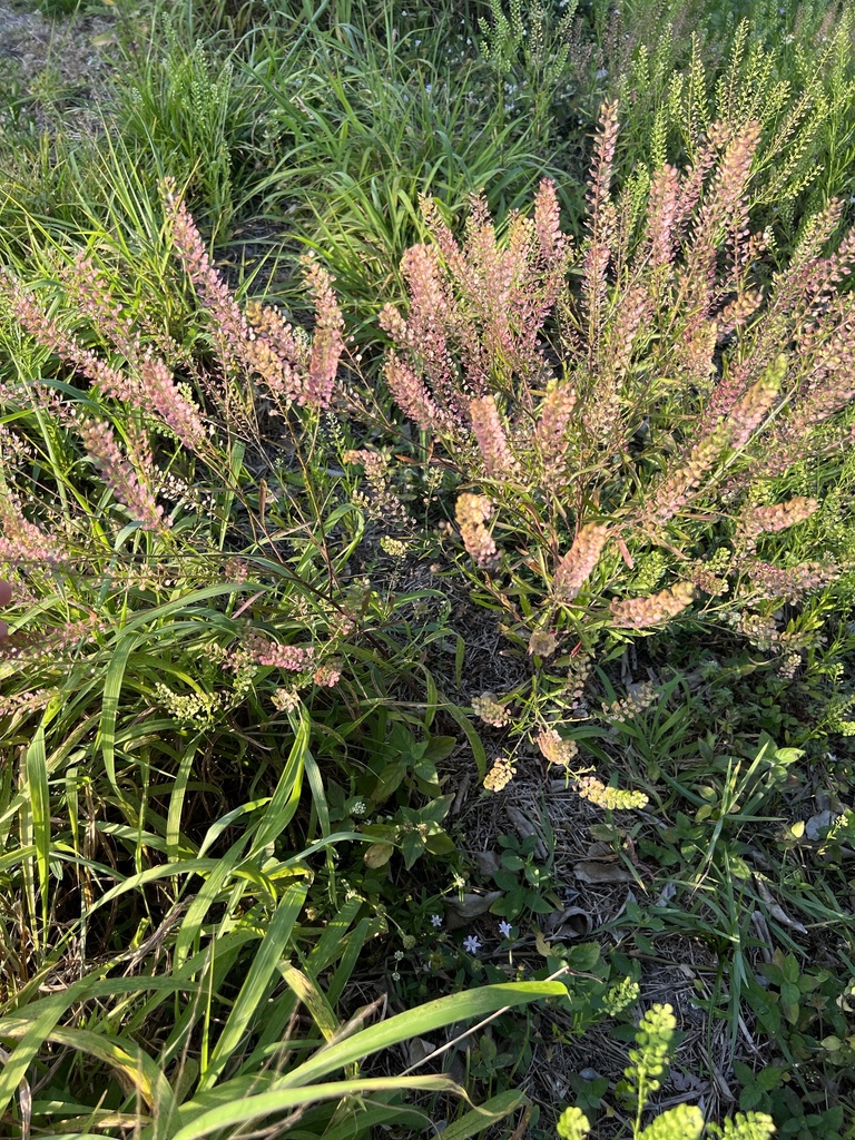 Virginia pepperweed from Martin County Airport, Stuart, FL, US on March ...