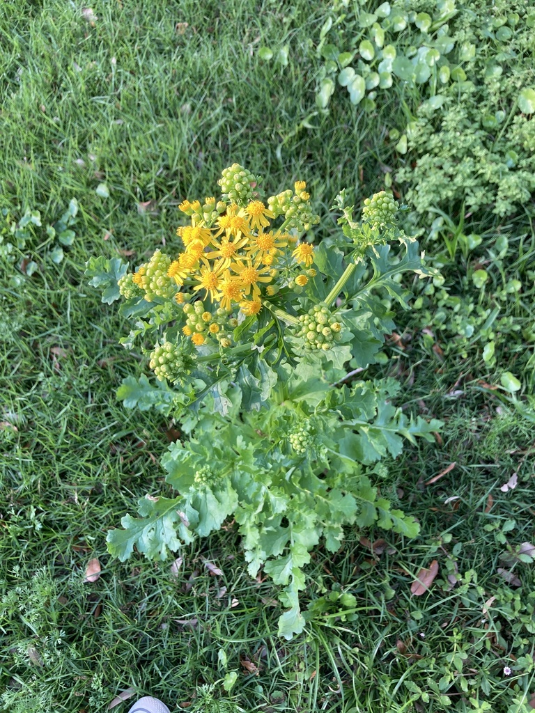 Butterweed from Eckerd College, Saint Petersburg, FL, US on March 12 ...