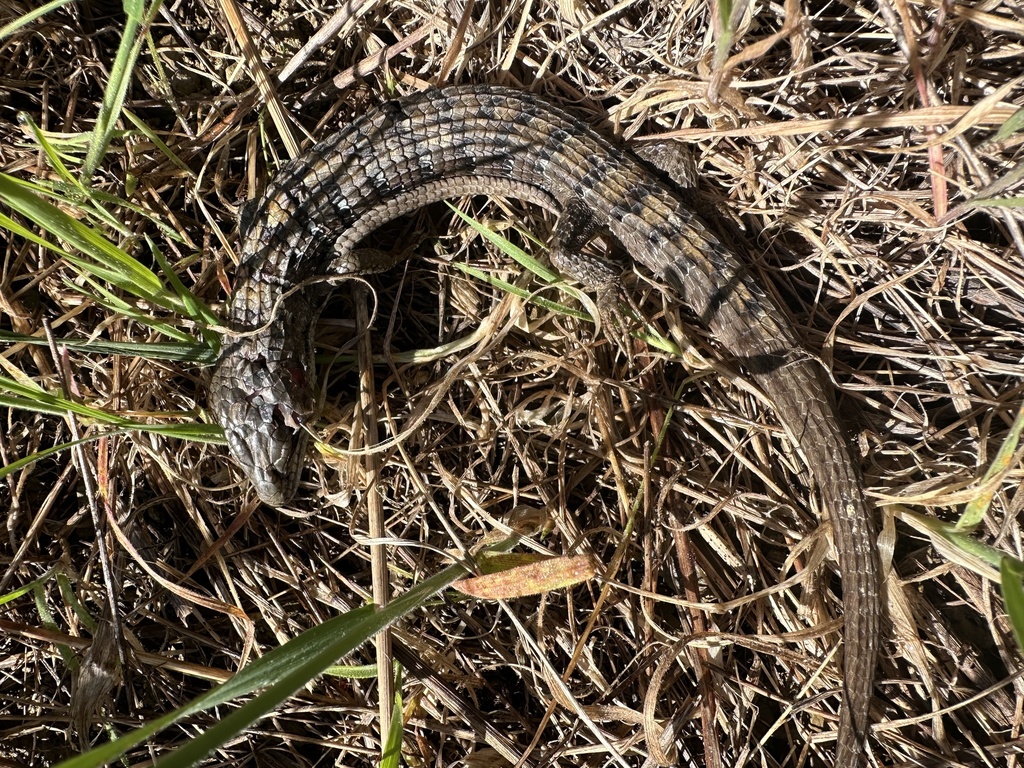 San Diego Alligator Lizard in March 2024 by Ian Rhodes · iNaturalist