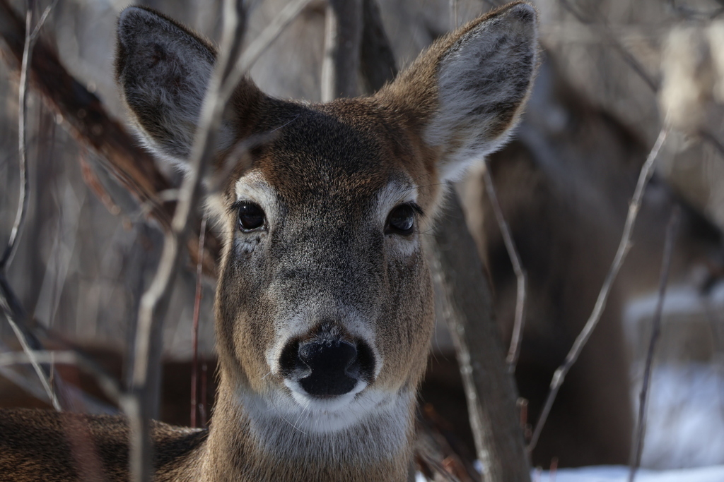 White-tailed Deer from Carburn Park, Calgary, AB on March 10, 2024 by ...