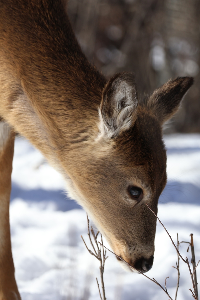 White-tailed Deer from Carburn Park, Calgary, AB on March 9, 2024 at 12 ...