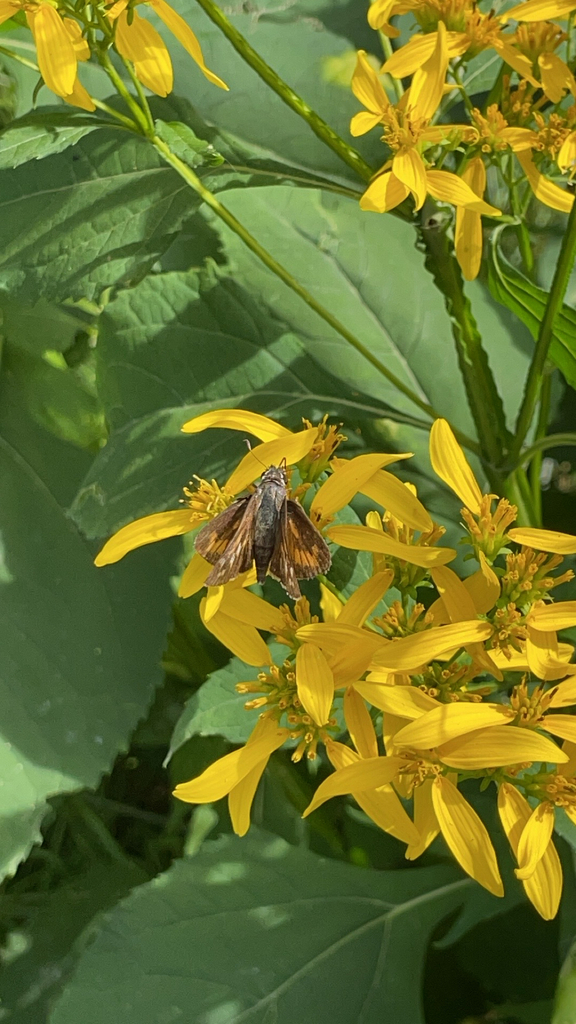 Sachems and Allies from Buchanan on September 22, 2023 at 02:46 PM by ...
