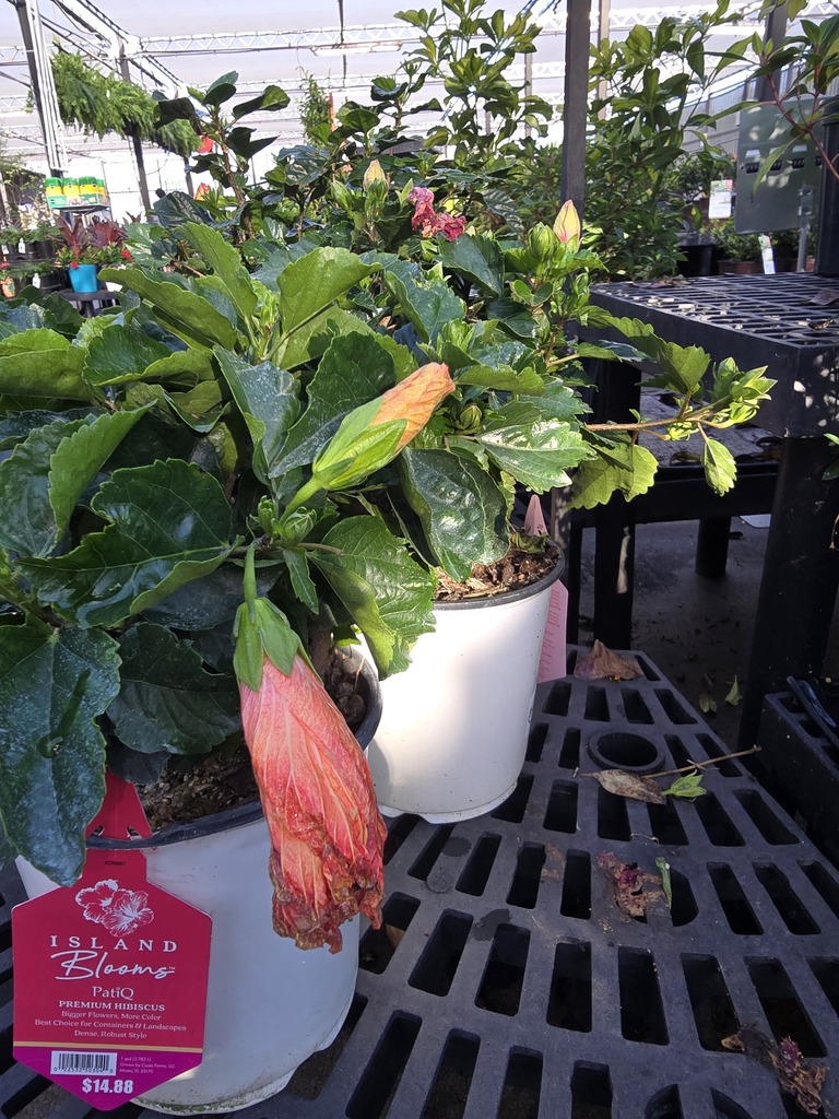 Sleeping Hibiscus from Camacupa, Angola on March 12, 2024 at 05:30 PM ...