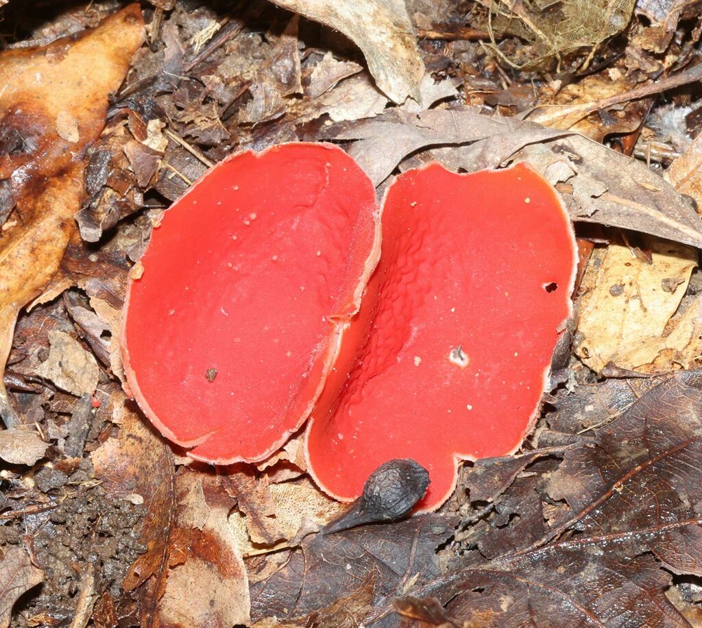 Scarlet Elfcup in March 2024 by lynath. Specimens were almost ...