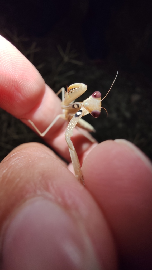 European Mantis from Kordkuy, IR-GO, IR on September 22, 2023 at 07:23 ...